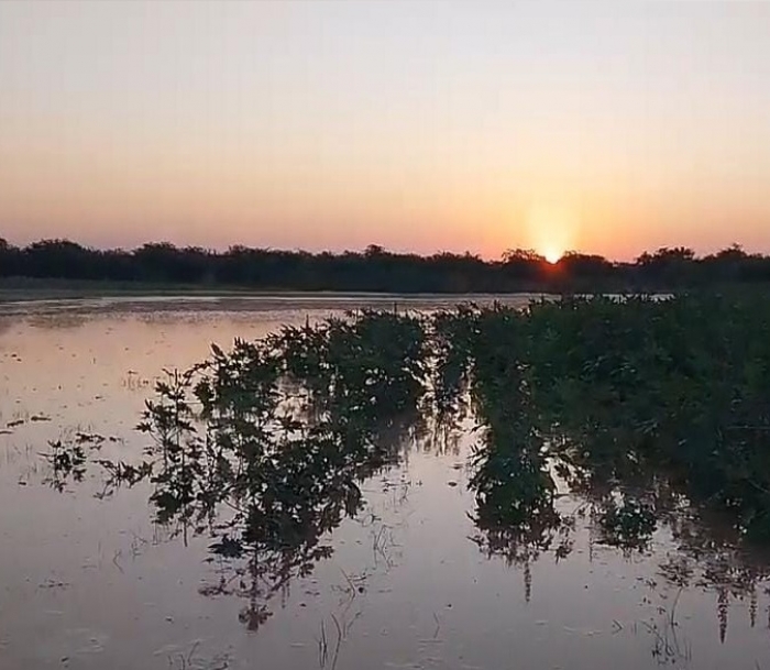 Breach in Narmada sub branch canal near Adesar Rapar - Kutch Khabar